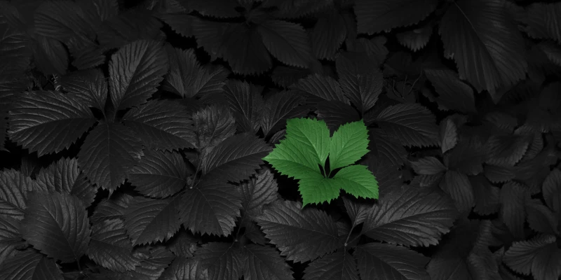 Brandon Capital Partners | Callaghan Innovation